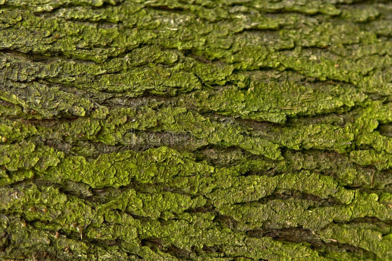 Background, Texture - Green Mossy Tree Bark Stock Image - Image of ...