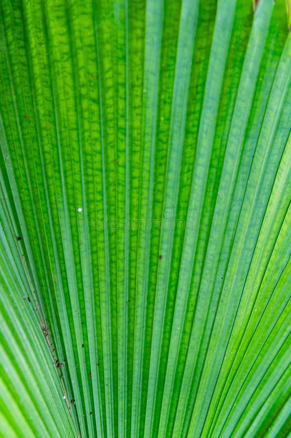 Background Texture of a Green Palm Leaf Stock Photo - Image of leaf ...
