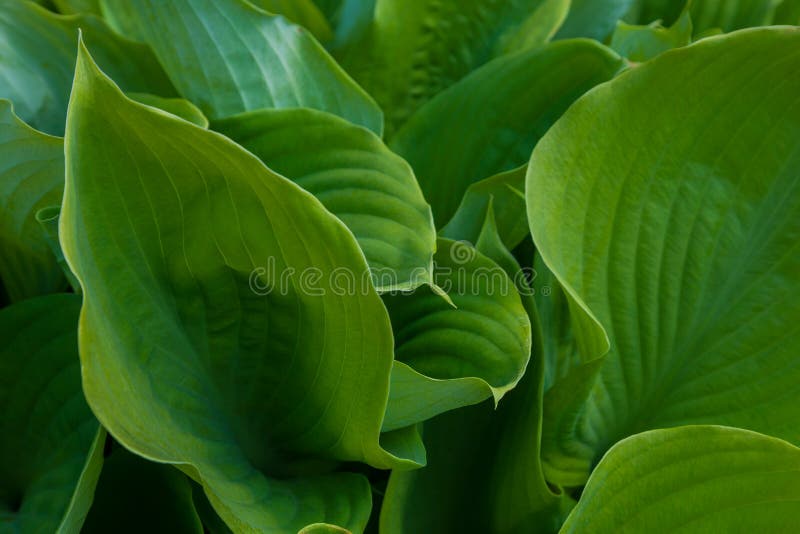 Green leaf colors texture stock image. Image of green - 125513987