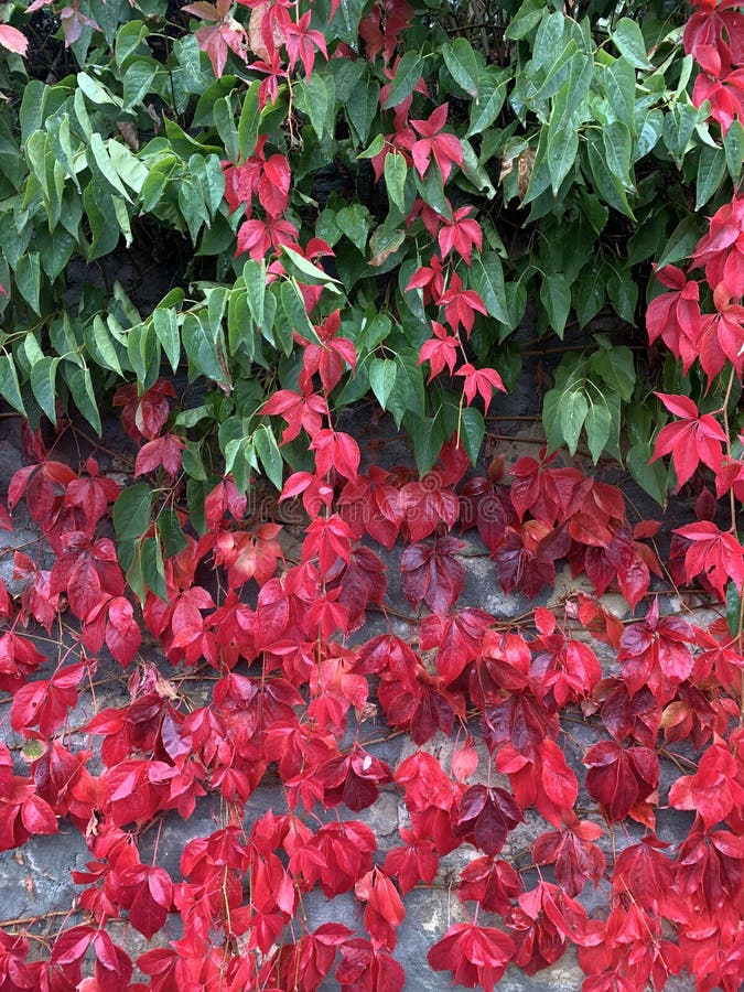 Background Texture of Green Tree Leaves and Red Wild Grape Leaves in ...
