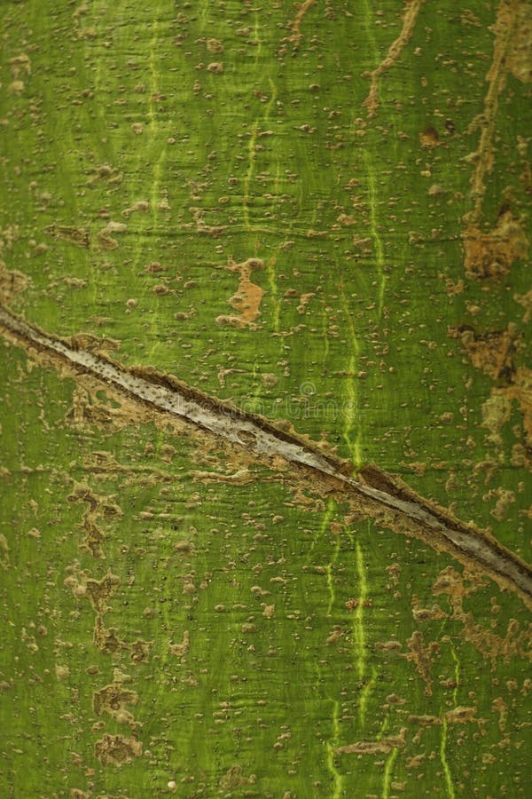 Background and Texture of Green Trunk. Notch on Tree Trunk Stock Photo ...