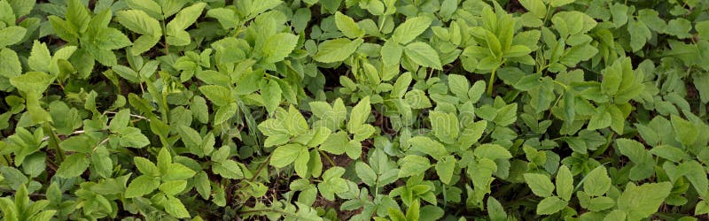 Background Texture, Green Weed, First Shoots of the Year Stock Photo ...