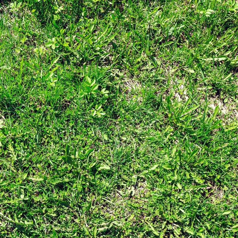 Background Texture, Green Weed, First Shoots of the Year Stock Photo ...