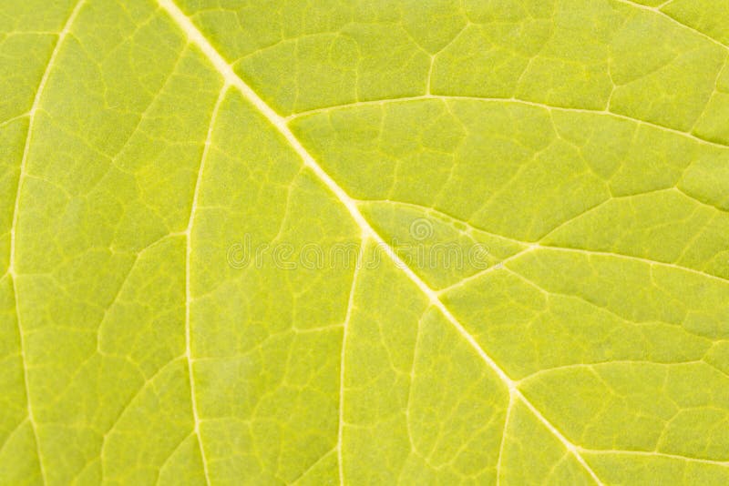 The Background Texture of a Large Green Sheet . Close Up Stock Image ...