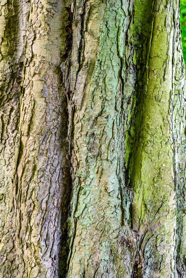 Background Texture of Large Old Tree Growing in British Park Stock ...
