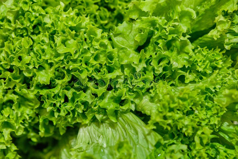 Texture of lettuce leaves stock photo. Image of lettuce - 83581998