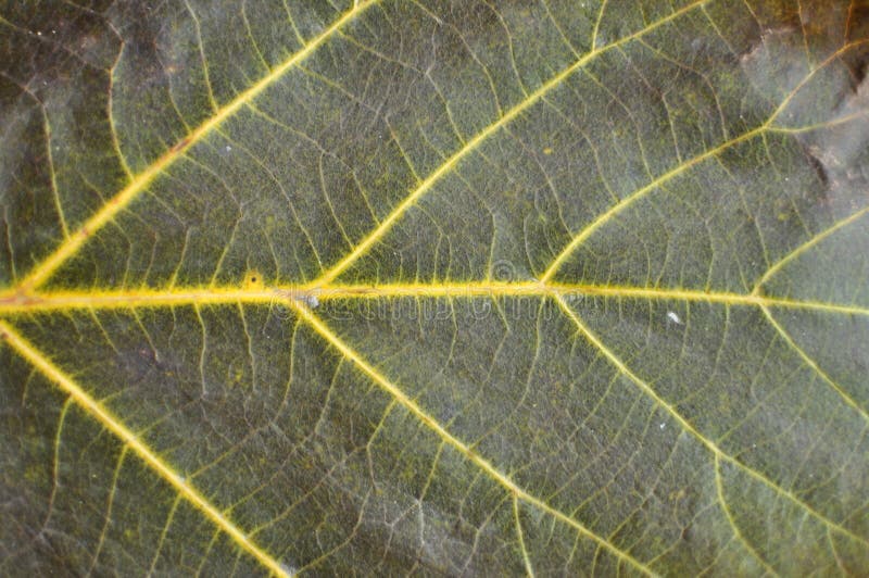 Background, Texture of Lime Leaf. Stock Photo - Image of life, leaf ...