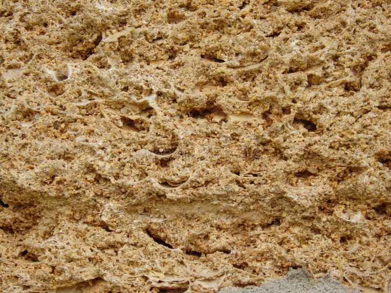 Background Texture of Limestone Stone Surface. Shell Limestone Close-up ...