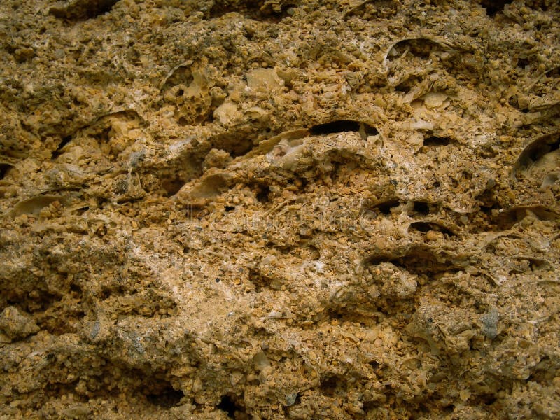 Background Texture of Limestone Stone Surface. Shell Limestone Close-up ...