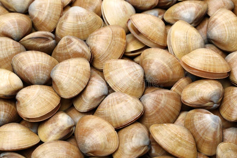 Texture of Live Cedar Key Clams Stock Photo - Image of cooking, closeup ...