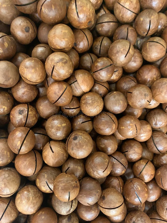 Background, Texture. Macadamia Nuts in Shell. Photo Stock Image - Image ...