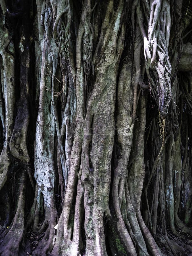 Roots and Treet Background Texture Stock Photo - Image of texture, tree ...