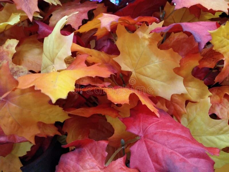 Many Maple Fall Colored Leaves Stock Image - Image of bright, closeup ...