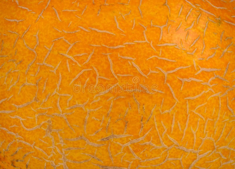 Background Texture of a Melon Skin Stock Photo - Image of vegetarian ...