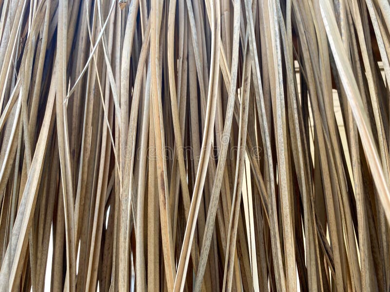 Background, Texture of Natural Dry Yellow Straw for the Roof Stock ...