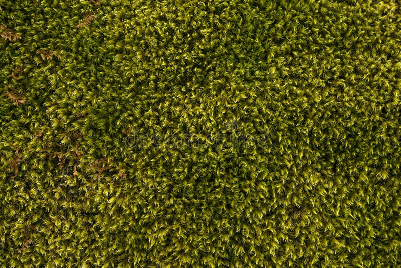 Background, Texture - Natural Moss Stock Photo - Image of vegetation ...