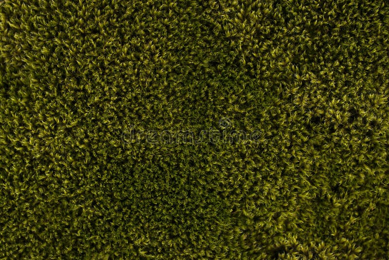 Background, Texture - Natural Moss Stock Photo - Image of fresh, soft ...