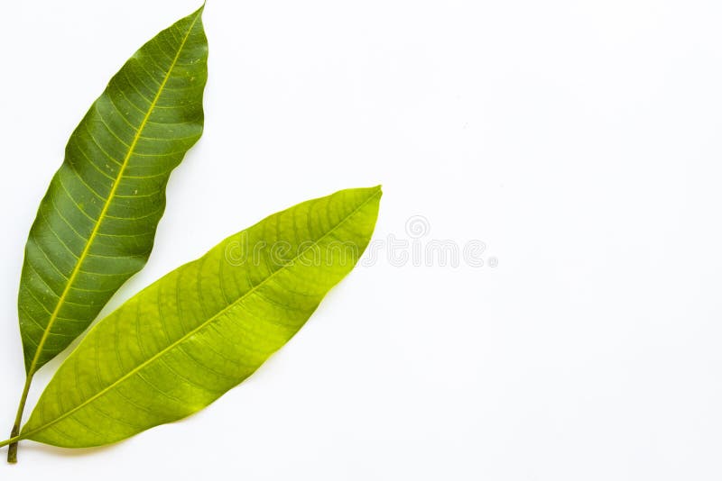 Background Texture Nature Mango Leaf Arrangement Flat Lay Postcard ...