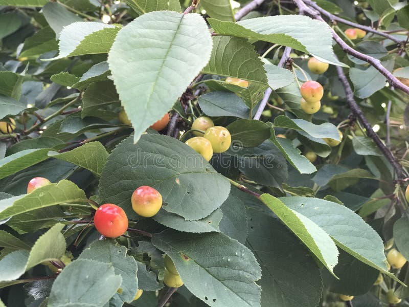 Background Texture Not Ripe Cherries with Leaves on the Tree Stock ...