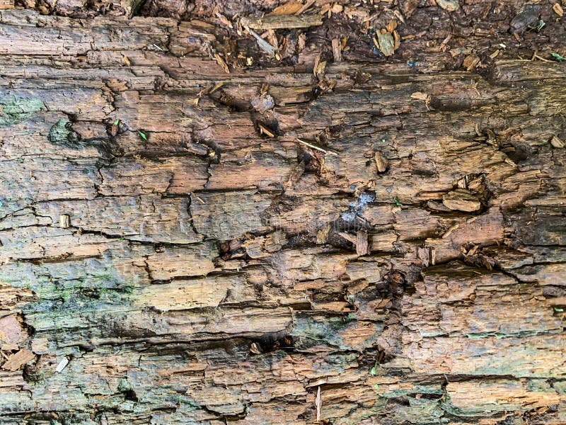 Background, Texture of an Old Rotting, Damaged Wooden Surface Stock ...