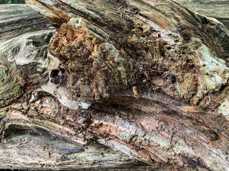 Background, Texture of an Old Rotting, Damaged Wooden Surface Stock ...