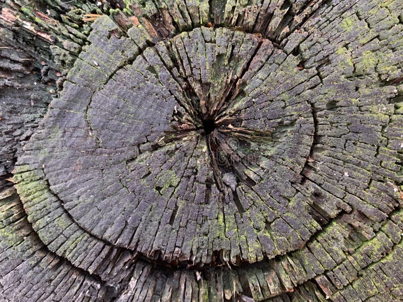Background Texture: Old Stump with Cracks. Round Stripes in a Cut Tree ...