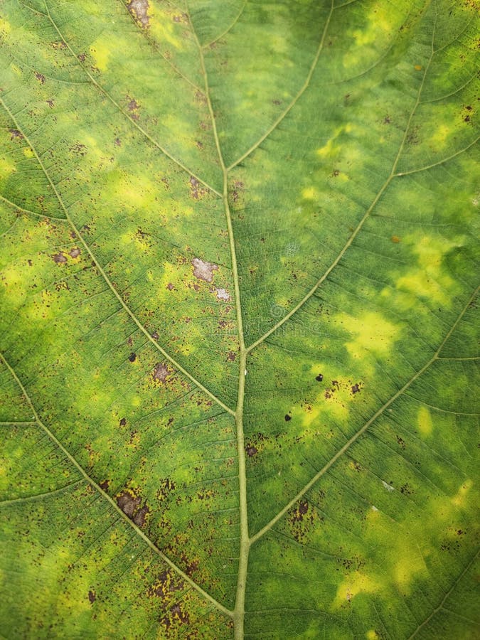 Background Texture of Old Teak Leaf Lines Stock Image - Image of ...