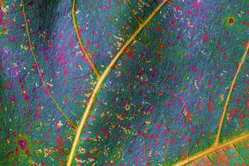 Background or Texture of an Old Tree Leaf Stock Image - Image of leave ...