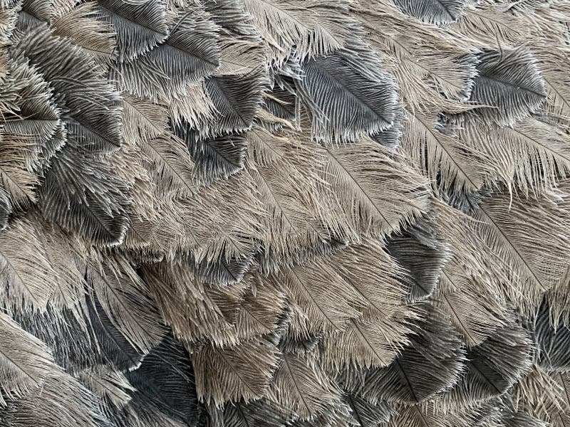 Background Texture of Ostrich Feathers. Close-up of the Body of an ...