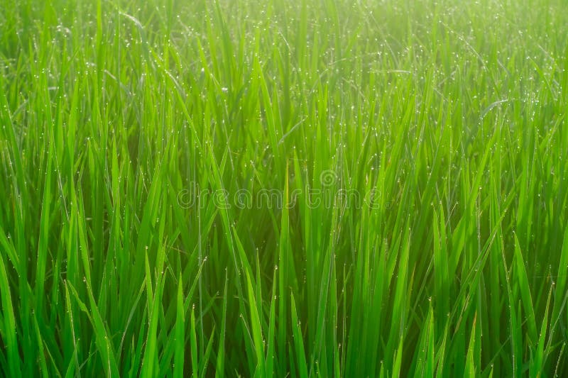 Background Texture of Paddy Plant in the Rice Fields in Magelang ...
