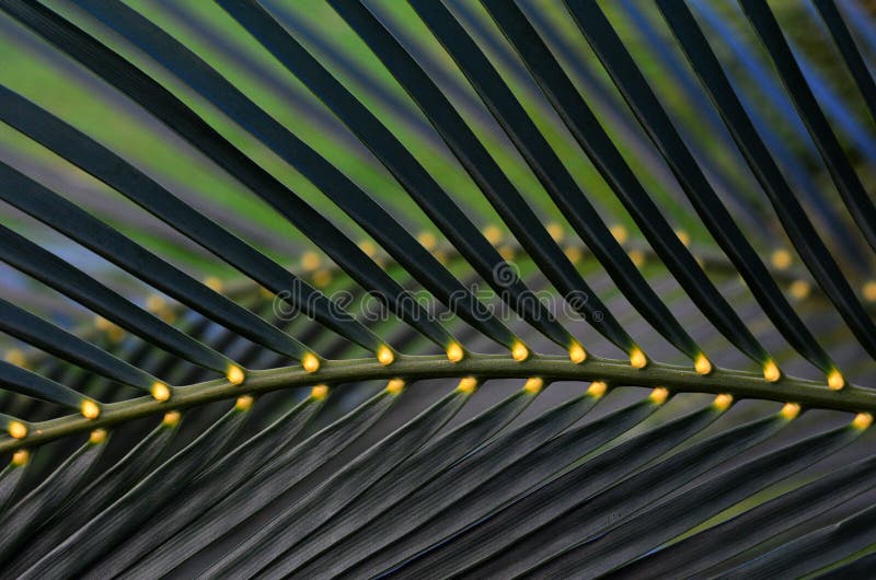 Background Texture Of Palm Leaves Stock Image - Image of gardening ...