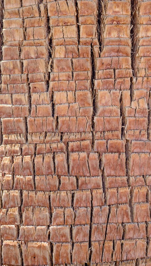 Background Texture of Palm Tree Bark Stock Image - Image of horizontal ...