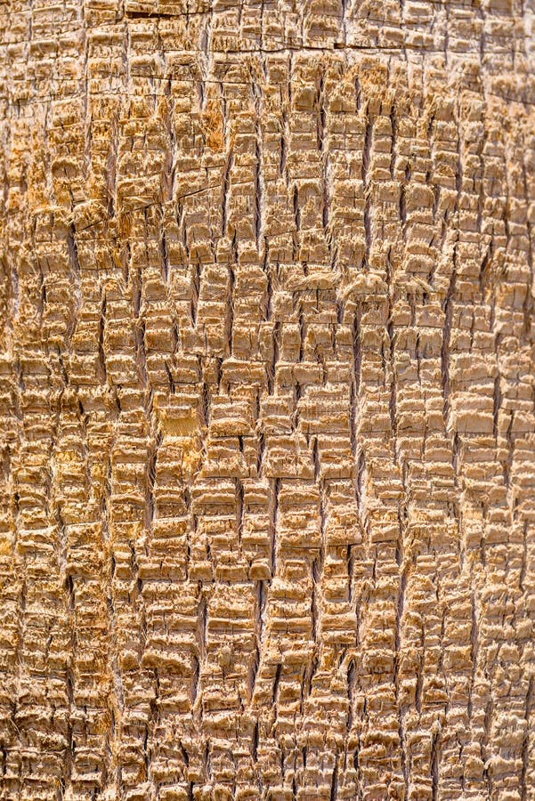 Background Texture of Palm Tree Bark Stock Image - Image of closeup ...