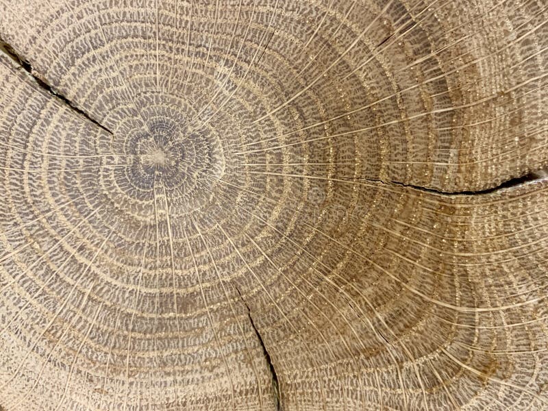 Background Texture: Part of an Oak Log. Cut the Structure of a Tree ...