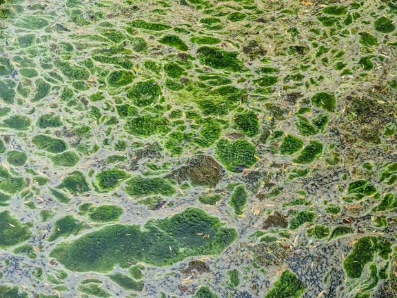 Background Texture Pattern of Algea Forming Thick Layer on Water ...