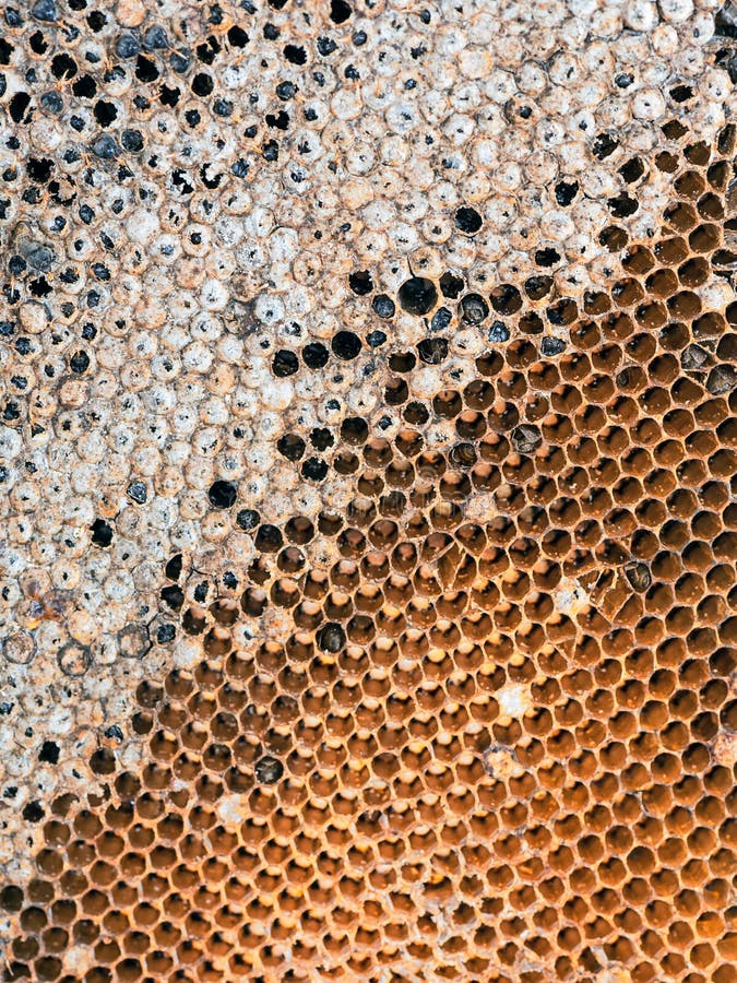 Texture of Honeycomb with Honey Bee Larva Stock Image - Image of gold ...
