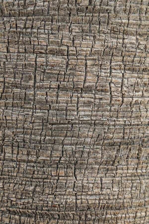 Background Texture and Pattern of Palm Tree Bark Stock Image - Image of ...