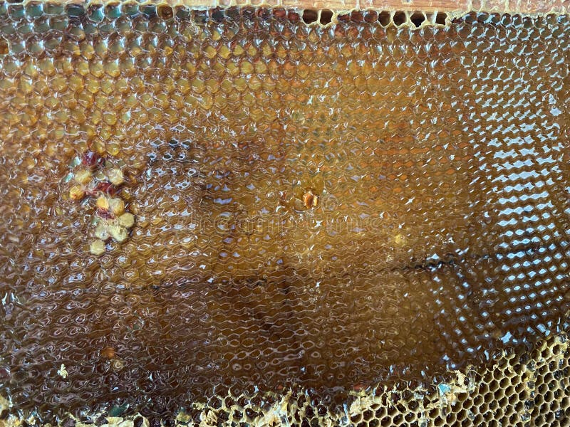 Background Texture and Pattern of a Section of Wax Stock Photo - Image ...