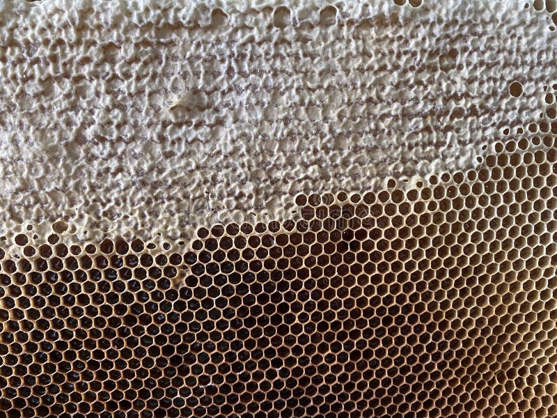 Background Texture and Pattern of a Section of Wax Stock Image - Image ...