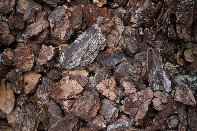 Background Texture of a Pieces of Bark of a Tree.Natural Background of ...