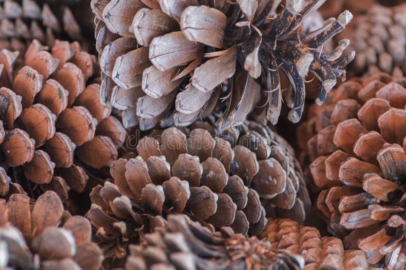 Background Texture of Pine Cones Stock Photo - Image of pine, view: 249351114