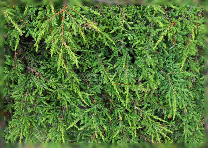 Nature Texture Background Green Stock Image - Image of close, outdoor ...