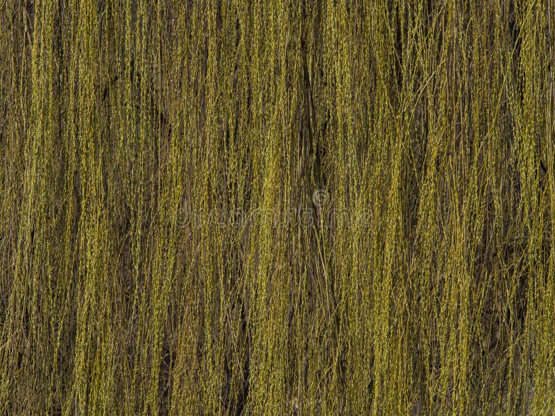 Background, Texture. Pliant Branches of Willow Stock Photo - Image of ...