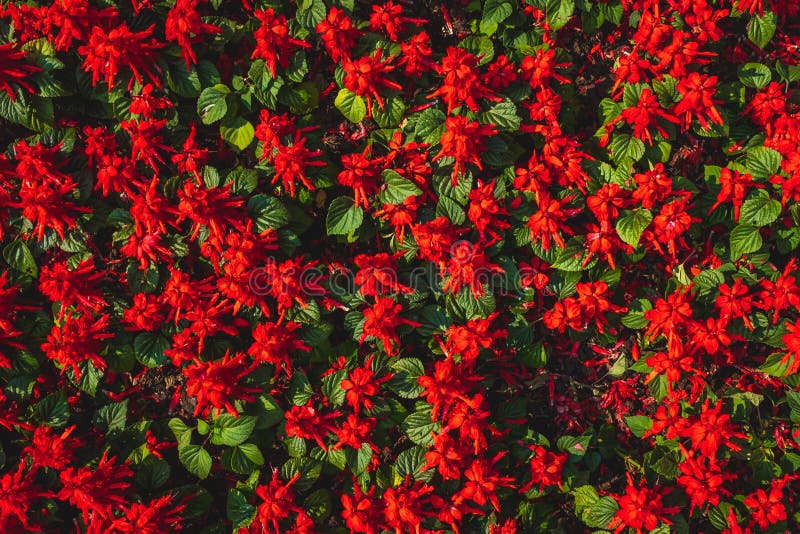 Background of red flowers stock image. Image of texture - 167930557