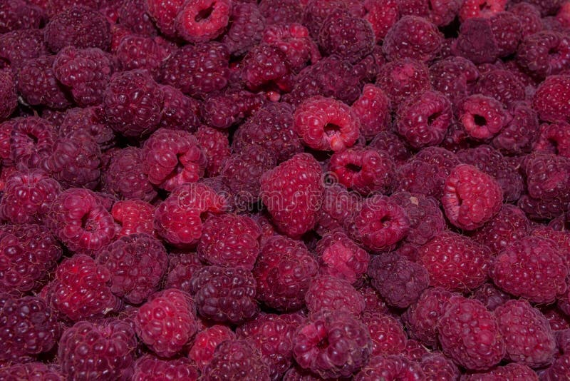 Background-texture of Red Overripe Raspberry Rubus Idaeus. Ripe ...