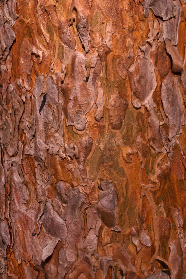 Background, Texture - Red Pine Bark Stock Image - Image of lumber ...