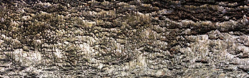 Background - Relief Bark of Old Birch with Moss Stock Photo - Image of ... Background - Relief Bark of Old Birch with Moss Stock Photo - Image of ...