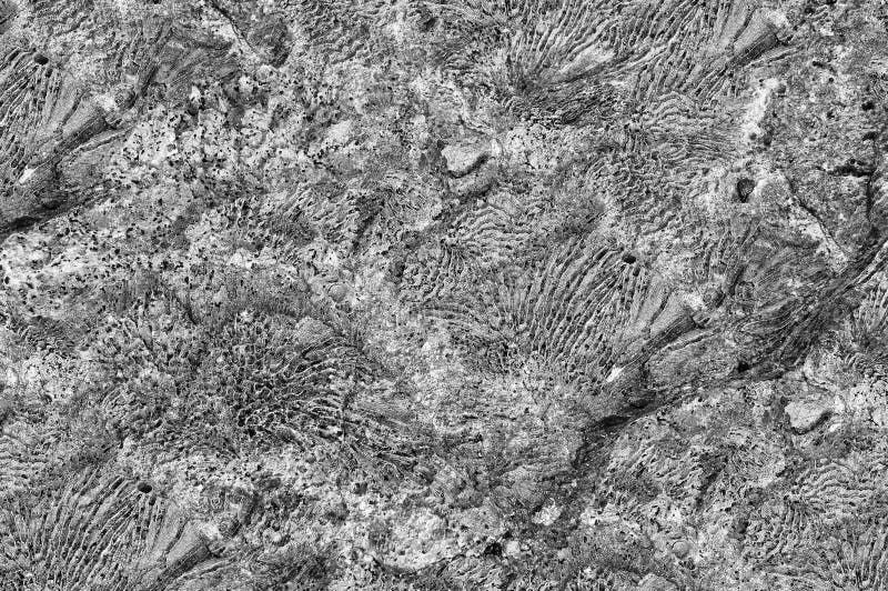 Background, Texture, Remnants of Corals Stock Photo - Image of ...