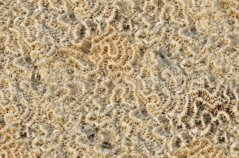 Background, Texture, Remnants of Corals Stock Photo - Image of design ...