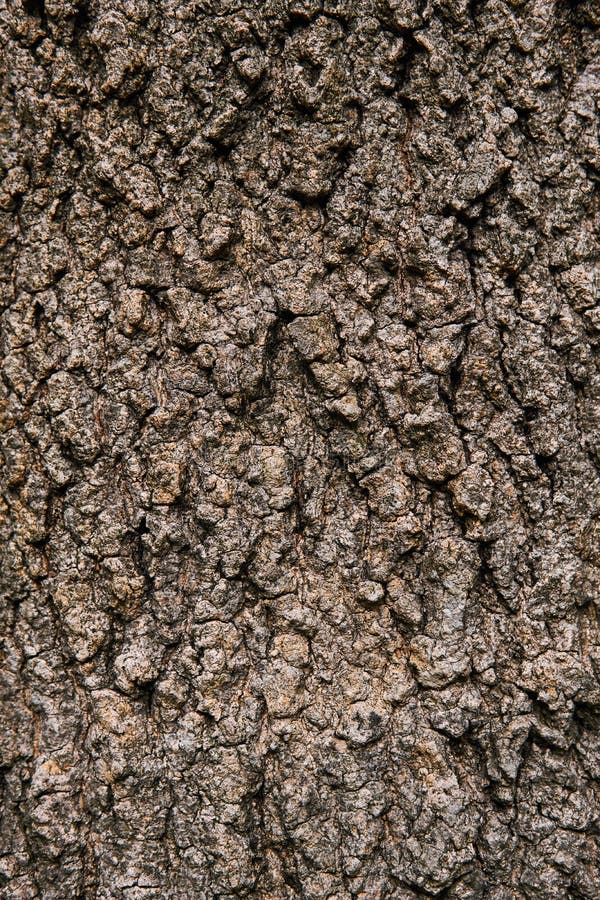 Background, Texture - Rough Bark of an Old Tree Stock Image - Image of ...
